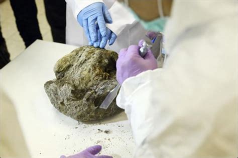 South Koreans Kick Off Efforts To Clone Extinct Siberian Cave Lions Ancient Origins