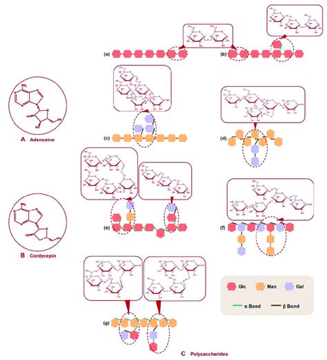 Chemical Structure Of Adenosine A Cordycepin B And Polysaccharides Download Scientific