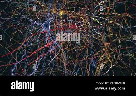 A Neural Network With Neuronal Connections Transmitting Synapses