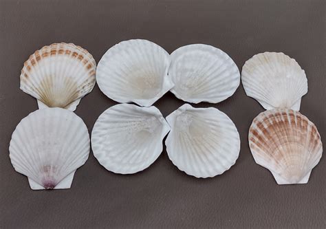Small Scallop Baking Dish Seashells Pecten Yessoensis 8 Shells Approx 2 Inch Small Scallop