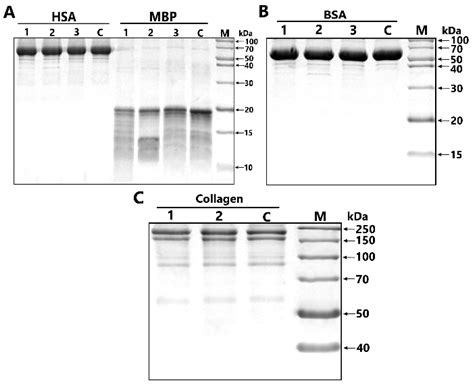 Ijms Free Full Text Catalytic Antibodies In Bipolar Disorder Serum
