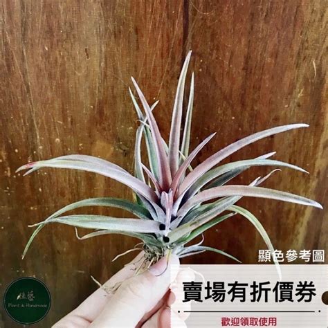 Tillandsia Schatzlii Red X