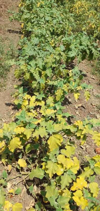 उपाय सांगा वांग्याची झालेले आहेत कृषी समुदाय प्लँटिक्स