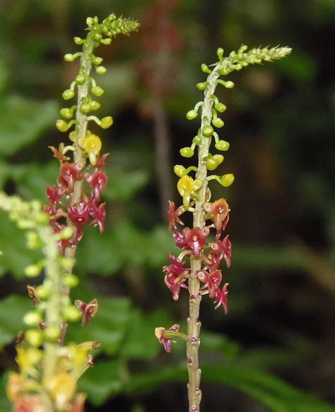 Crepidium Purpureum Orchidaceae
