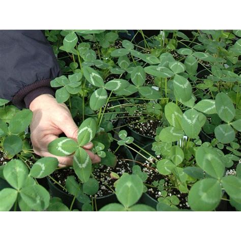 Clover Seed Catalog Seed World