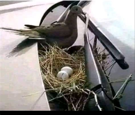 Dereje Demeke On Linkedin ዴንማርካዊ የሆነው የዚህ መኪና ባለቤት ለአንድ ወር ያህል መኪናውን አላንቀሳቀሳትም። ምክንያቱም ይህች ወፍ…