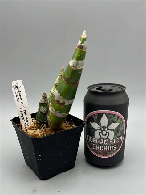 Fdk After Dark Bakers Burgundy Smile Roehampton Orchids