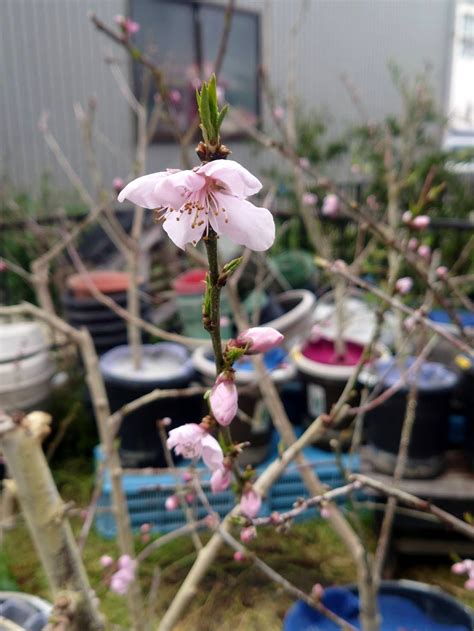 桃 瀬戸内白桃 開花開始 果樹栽培桃