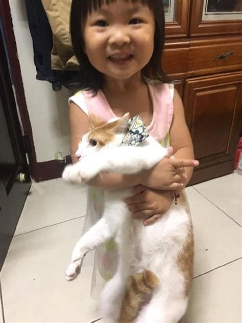 这才是凡事要以大橘为重真的很重 ㄒoㄒ 橘猫也无奈 每日头条