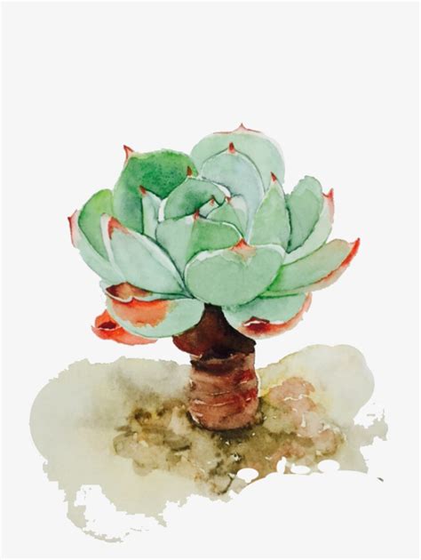 手绘小清新多肉植物元素 快图网 免费PNG图片免抠PNG高清背景素材库kuaipng