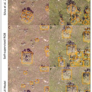 Predicted Individual Tree Crowns For The Unsupervised Lidar A B Download Scientific Diagram