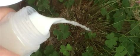 牛奶能浇花吗 业百科