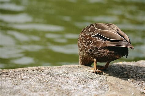 Back View Of Pacific Black Duck Leaning Over Ledge To Water Head Not
