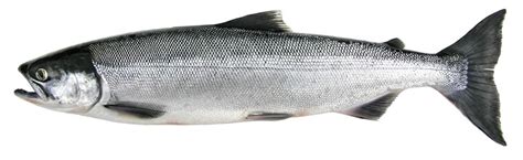 Sockeye General Information Page