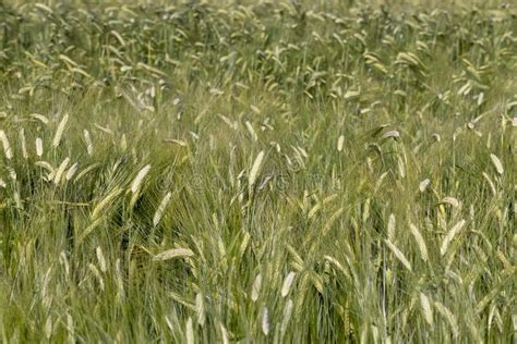 An Agricultural Field Where Cereals Are Grown To Harvest Grain Stock