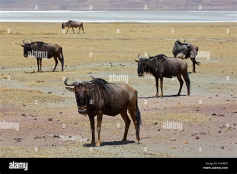 Wildebeest Connochaetes Sp Ngorongoro Serengeti National Park