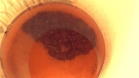 How To Clean A Chainsaw Chain Easy Care And Maintenance Forestry Com