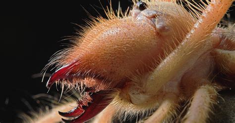 Solifugae Arachnids Neither Spider Nor Scorpion Amnh