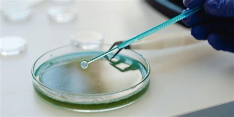 Fungal Compound Shows Promise For Replacing Opioids Drug Discovery