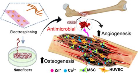 载有锌掺杂羟基磷灰石的明胶纳米纤维用于间充质干细胞的成骨分化 Acs Applied Nano Materials X Mol