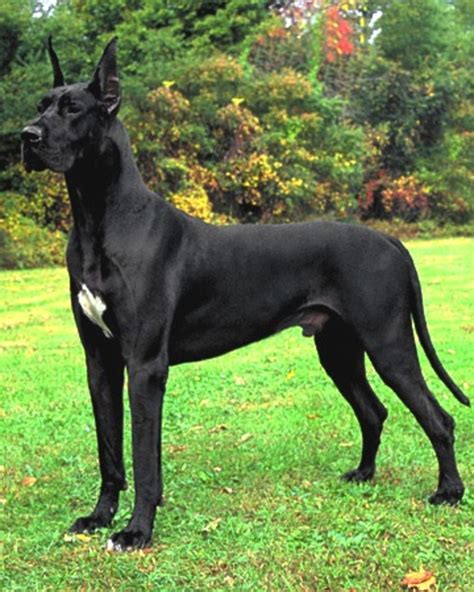 Great Dane Dog Facts And Information Hubpages