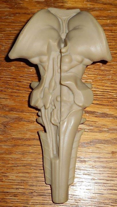 Dorsal View Of Brainstem Diagram Quizlet