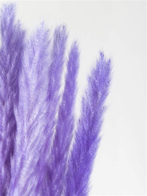 Пампасна трава Fluffy бузкова купити за ціною 229 грн • Dfb Elements Україна