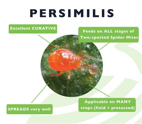 Phytoseiulus Persimilis Za