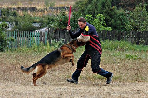 Німецька вівчарка Розплідник КСУ Fci 18 000 грн Собаки Київ на Olx