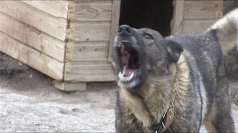 Убийства бездомных собак зарплаты учителей и споры о заводе в Горном Youtube