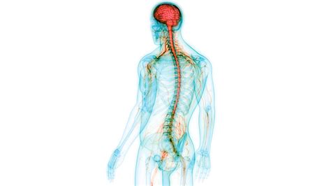 Central Nervous System Cns Structure And Main Functions