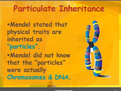 Mendelelian Genetics презентация онлайн