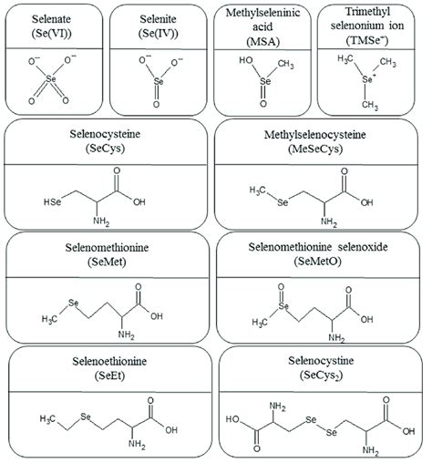 Some Selenium Species Commonly Detected In Environmental Biological Download Scientific