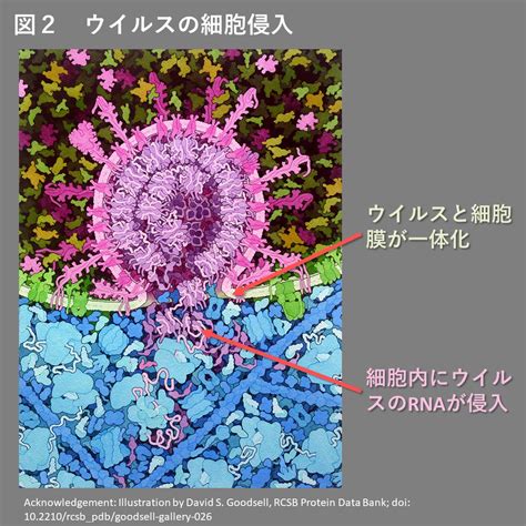シリーズ ウィズコロナ時代を生きるためのバイオロジー－第2回ウイルスが感染する仕組み－ 函館五稜郭病院