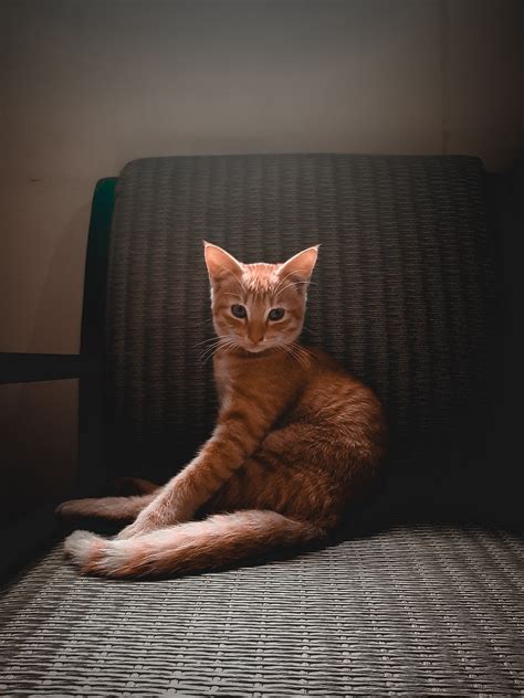 귀여운 갈색 고양이 의자 Pixabay의 무료 사진 Pixabay