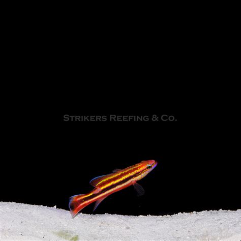 Deepwater Rainbow Basslet Rb4 Wysiwyg Strikers Reefing