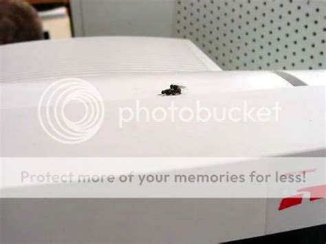 NWS Sex Act Pic Yellow Bullet Forums