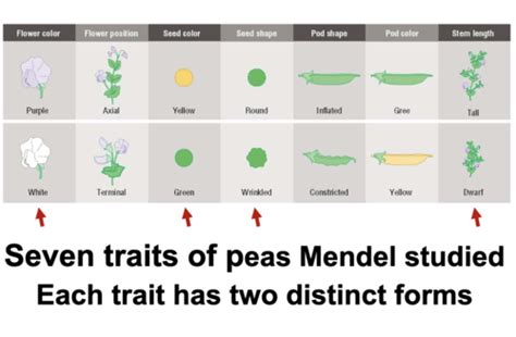Ch Basic Principles Of Heredity Mendel S Two Laws Ch All About Sex Sex Determination