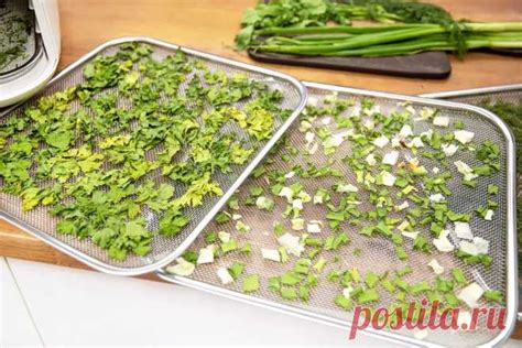 Заготовка зелени в электросушилке укроп зелёный лук петрушка шпина Заготовки ОВОЩНЫЕ