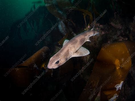Small Spotted Catshark Stock Image C0567603 Science Photo Library