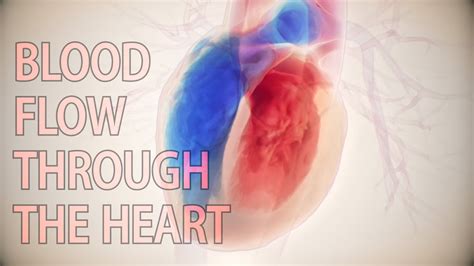 Blood Flow In The Heart Cardiology Animation Cardiac Hemodynamics
