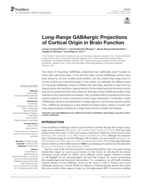 Pdf Long Range Gabaergic Projections Of Cortical Origin In Brain Function