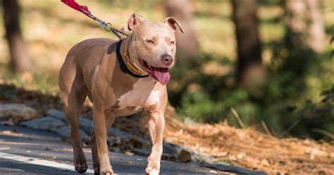 El Supremo Decreta Que Llevar A Un Perro De Una Raza Potencialmente