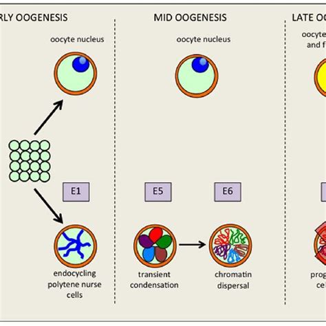 A A″ In Wild Type Ovarioles Nc Nuclei Dapi Blue And The Nucleolus Download Scientific
