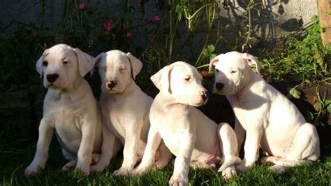 Argentine Dogo Breed Guide Learn About The Argentine Dogo