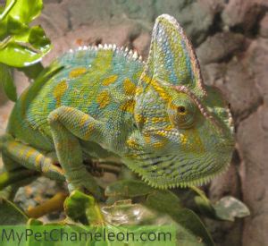 Chameleon Sexes The Difference Between Male And Female Chameleons
