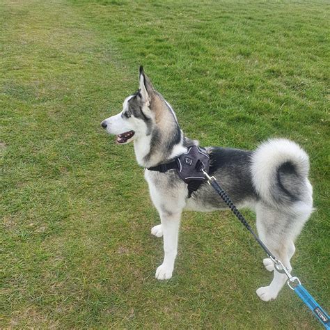 My Pomskyis A Husky 🤣 6 Month Old Zero Rpomsky
