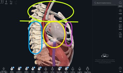 Biol 2325 Exam 3 Mediastinum Diagram Quizlet