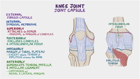 Anatomy Of The Knee Joint Video Anatomy And Definition Osmosis