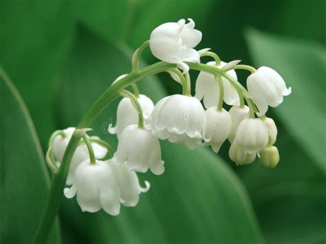 Lily Of The Valley Stock Photo Image Of Bright Season 14237632